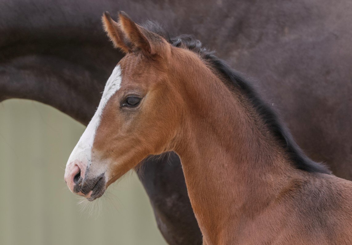 Stud Farm — Brackenspa Stud