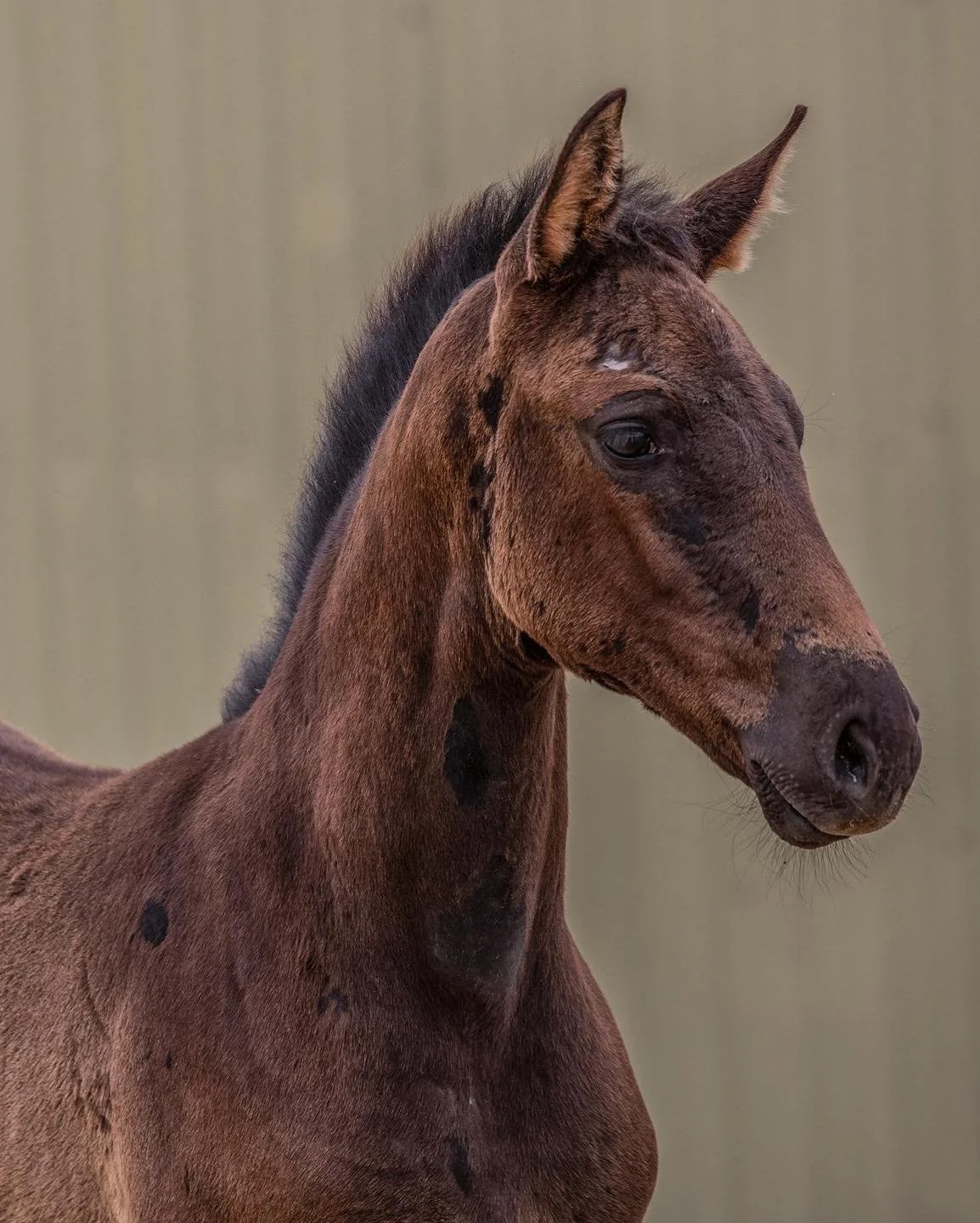 New Page — Brackenspa Stud