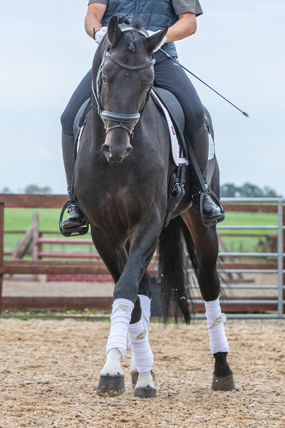 Stud Farm — Brackenspa Stud