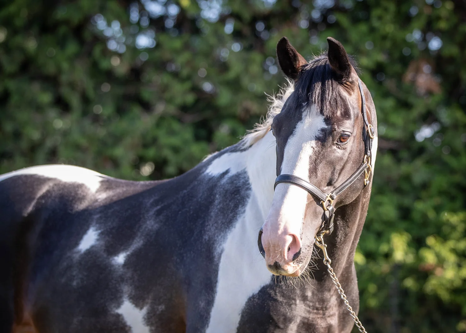 Services 1 — Brackenspa Stud