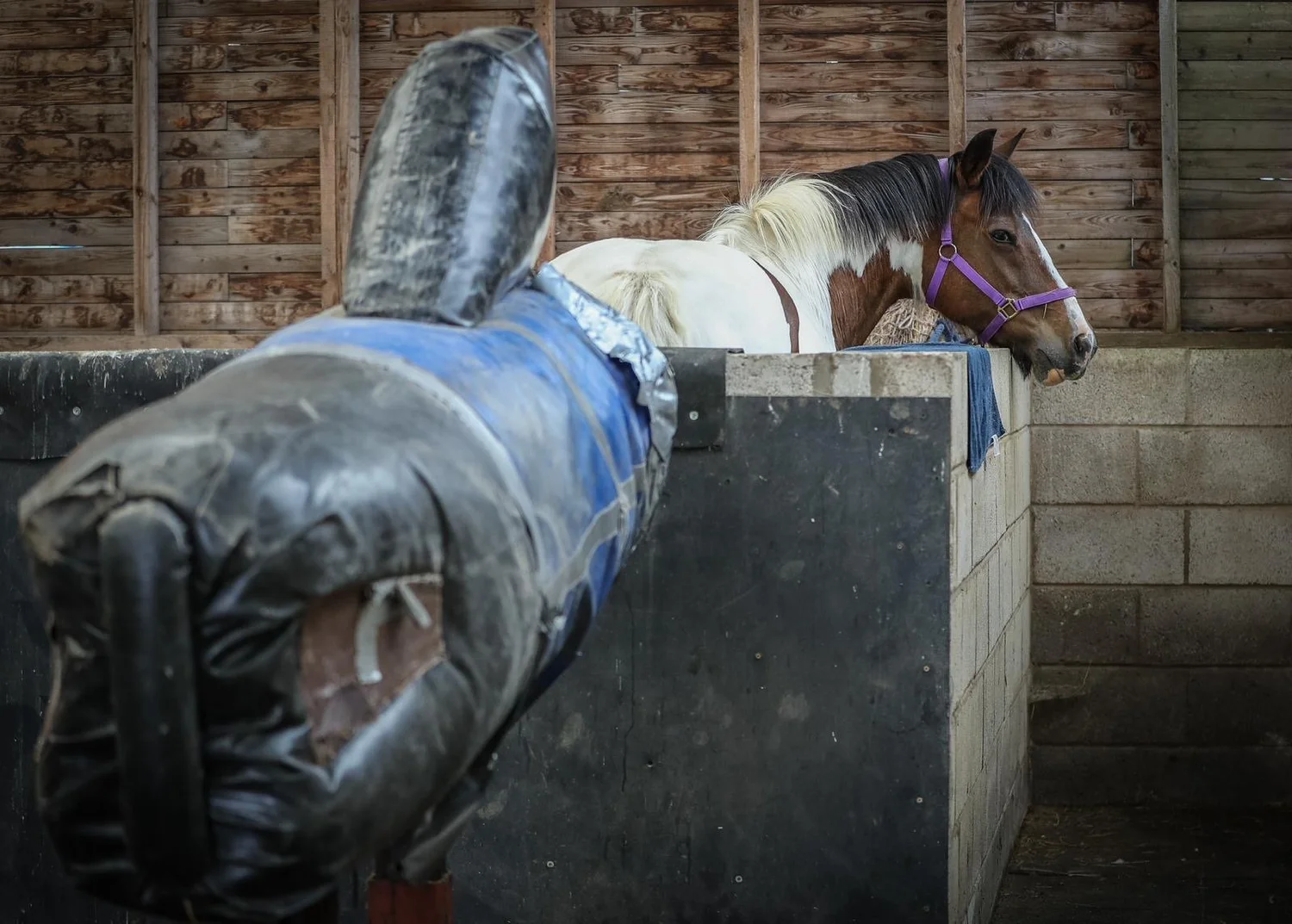 Stud Farm — Brackenspa Stud