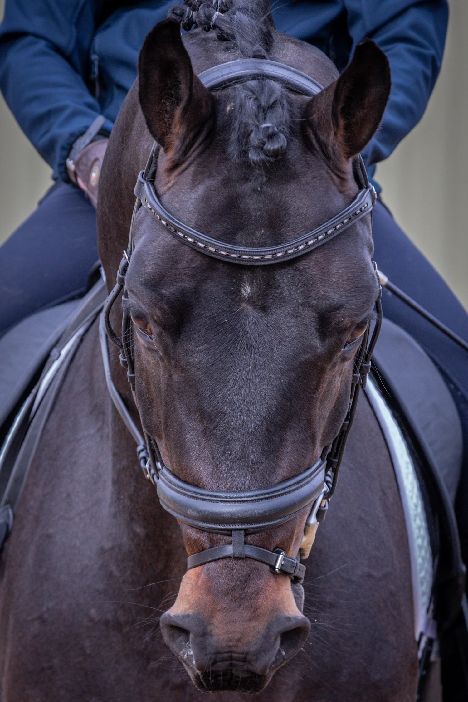 Stud Farm — Brackenspa Stud