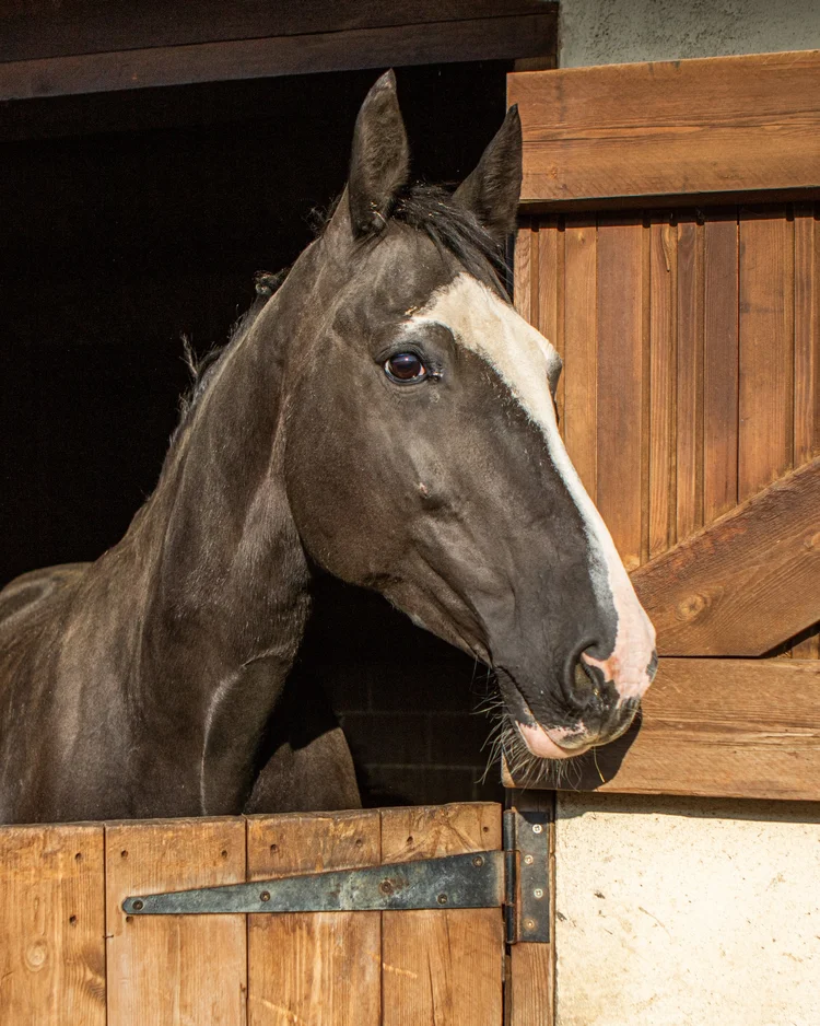 Stud Farm — Brackenspa Stud