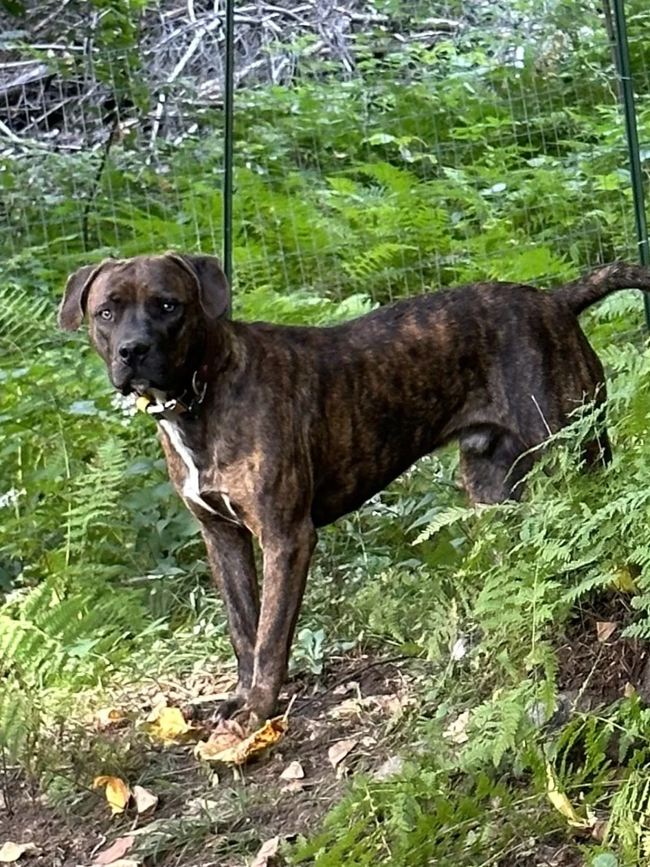 Our Instructors — Incredible Canines - The Best Dog Training In Vermont