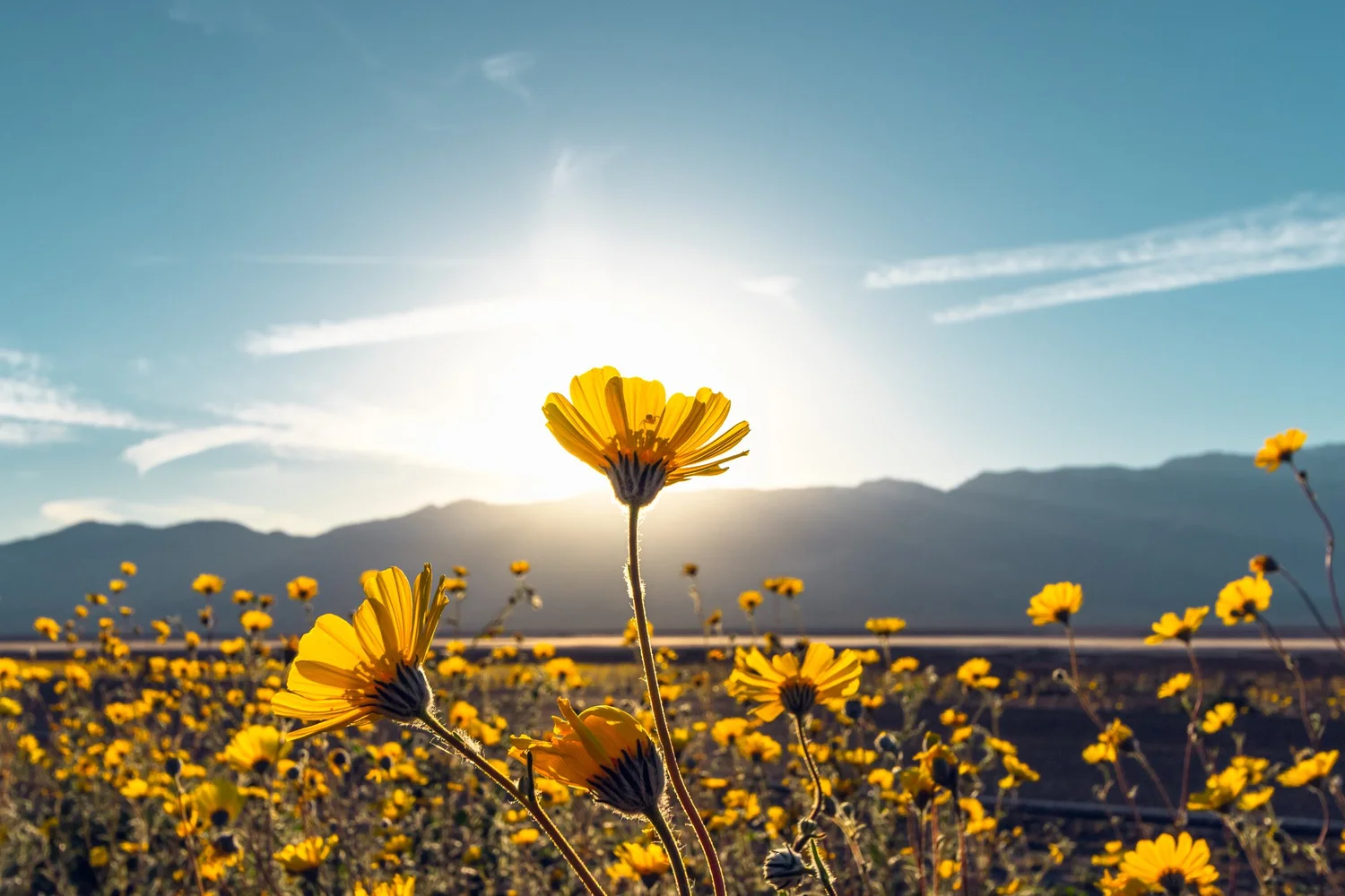 Death Valley Super Bloom 2026 — When, Where & How to See It — Jen33Travel