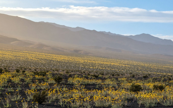Death Valley Super Bloom 2026 — When, Where & How to See It — Jen33Travel