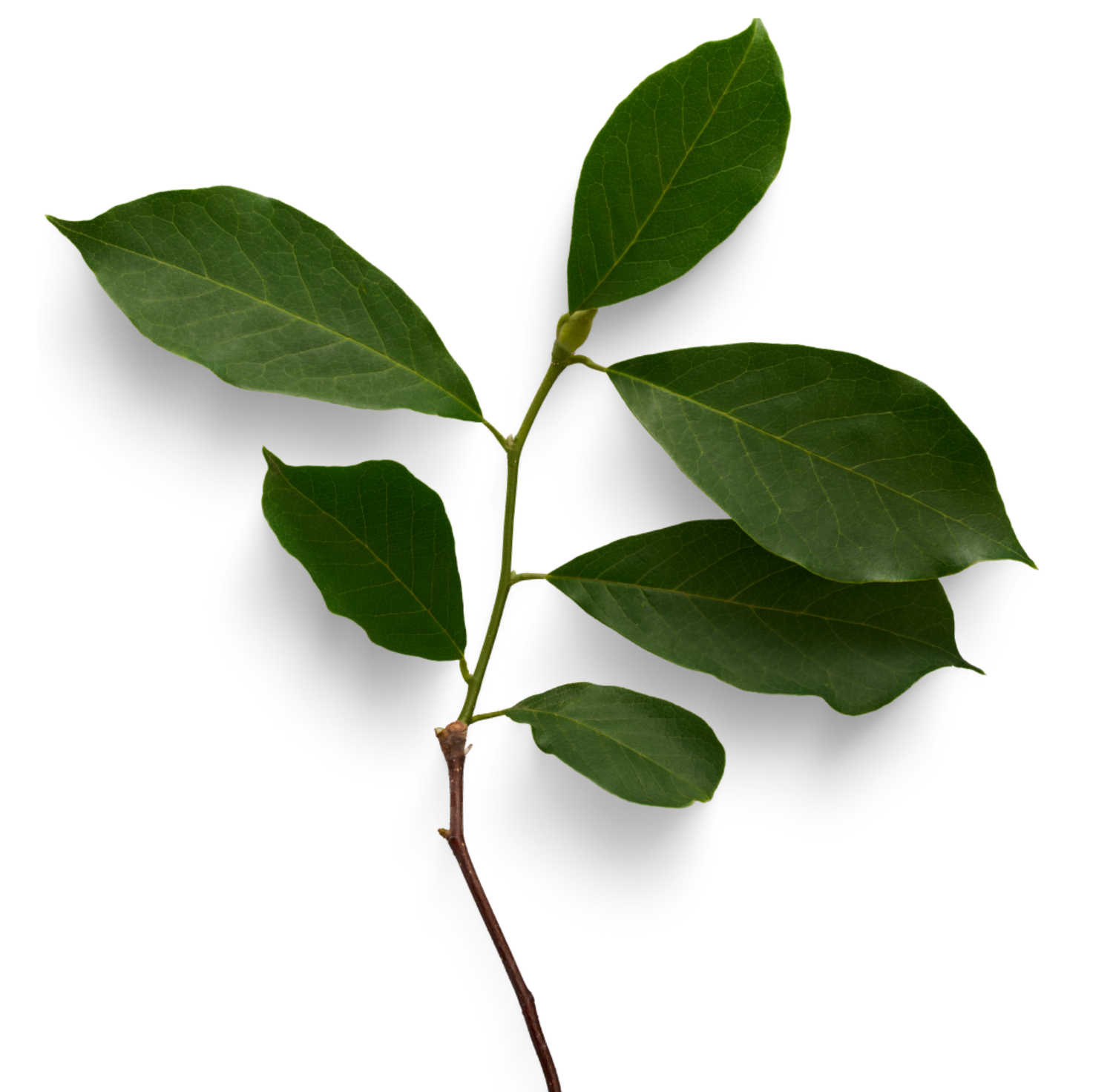 Fin Windows + Doors | Newcastle Aluminium Windows, Doors and Security