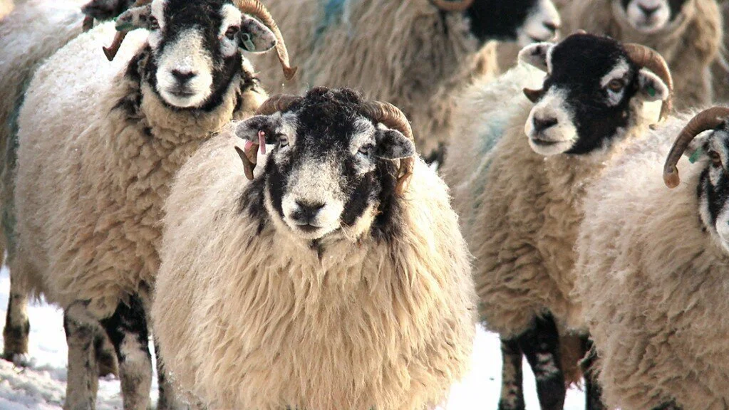 Addicted to Sheep — FILM REVIEW