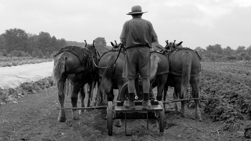 Workhorse — FILM REVIEW