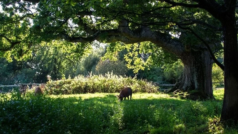 Wilding — FILM REVIEW