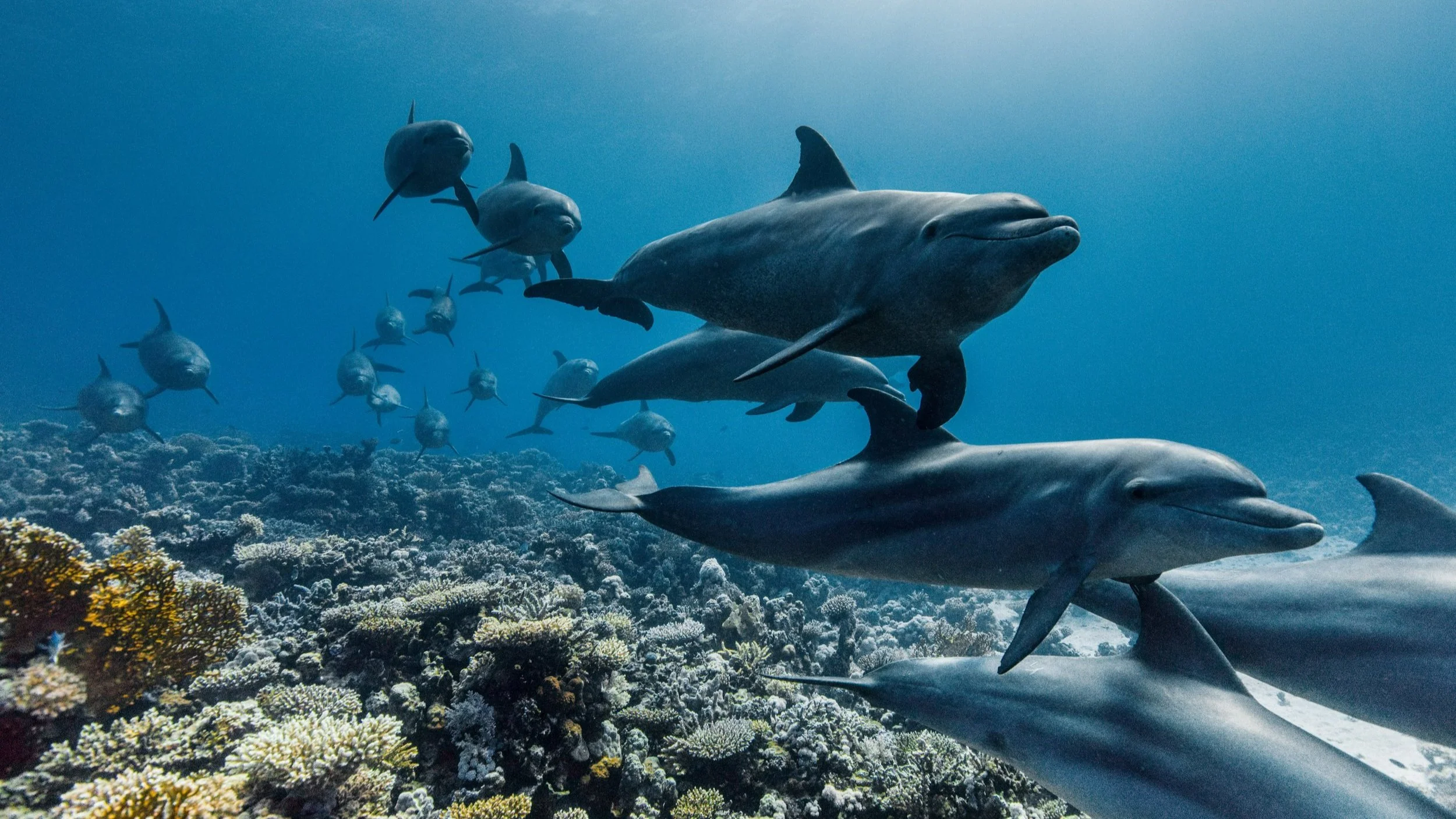 Ocean — FILM REVIEW