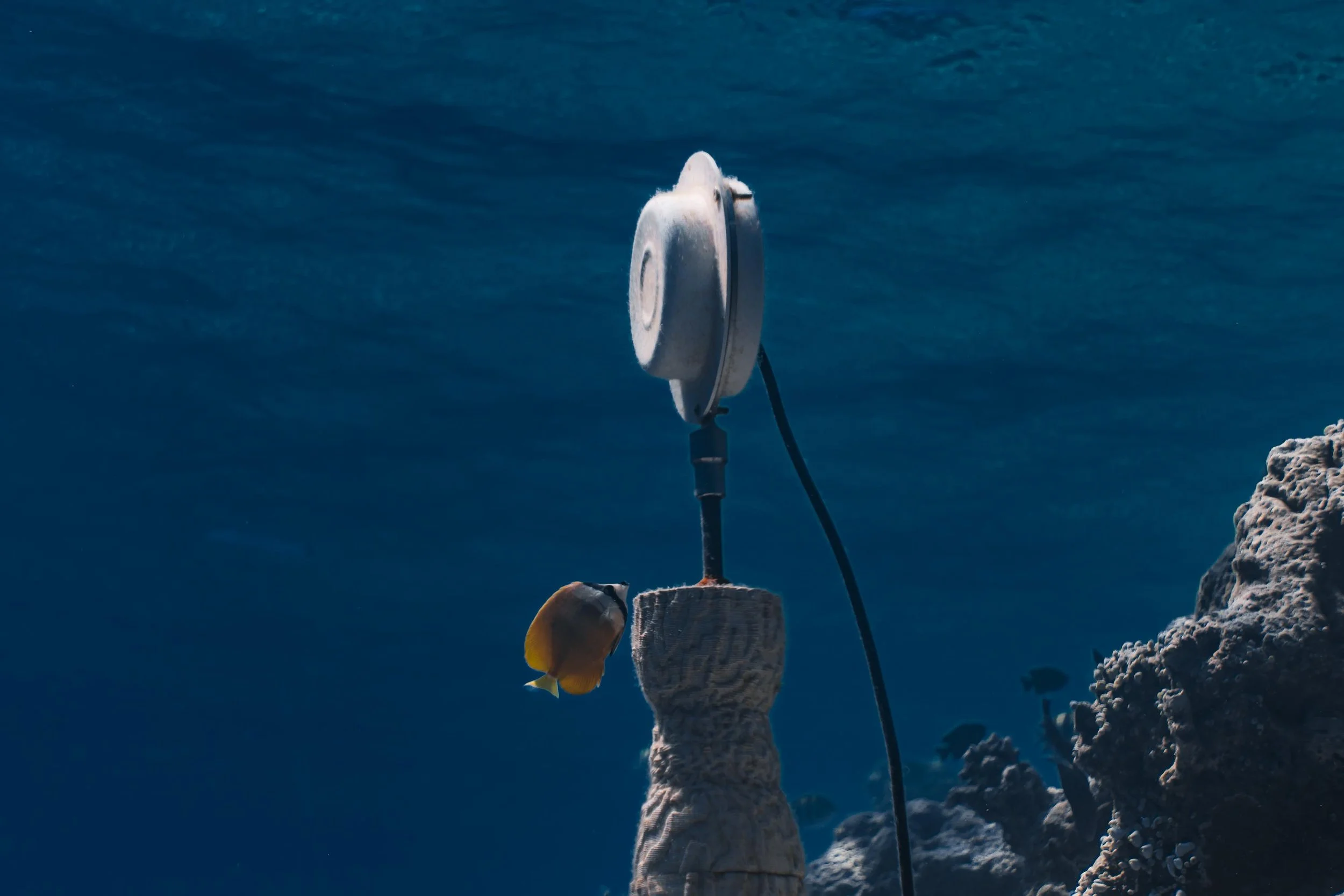 Sounds of Survival: How Art and Science Are Reviving Coral Reefs ...