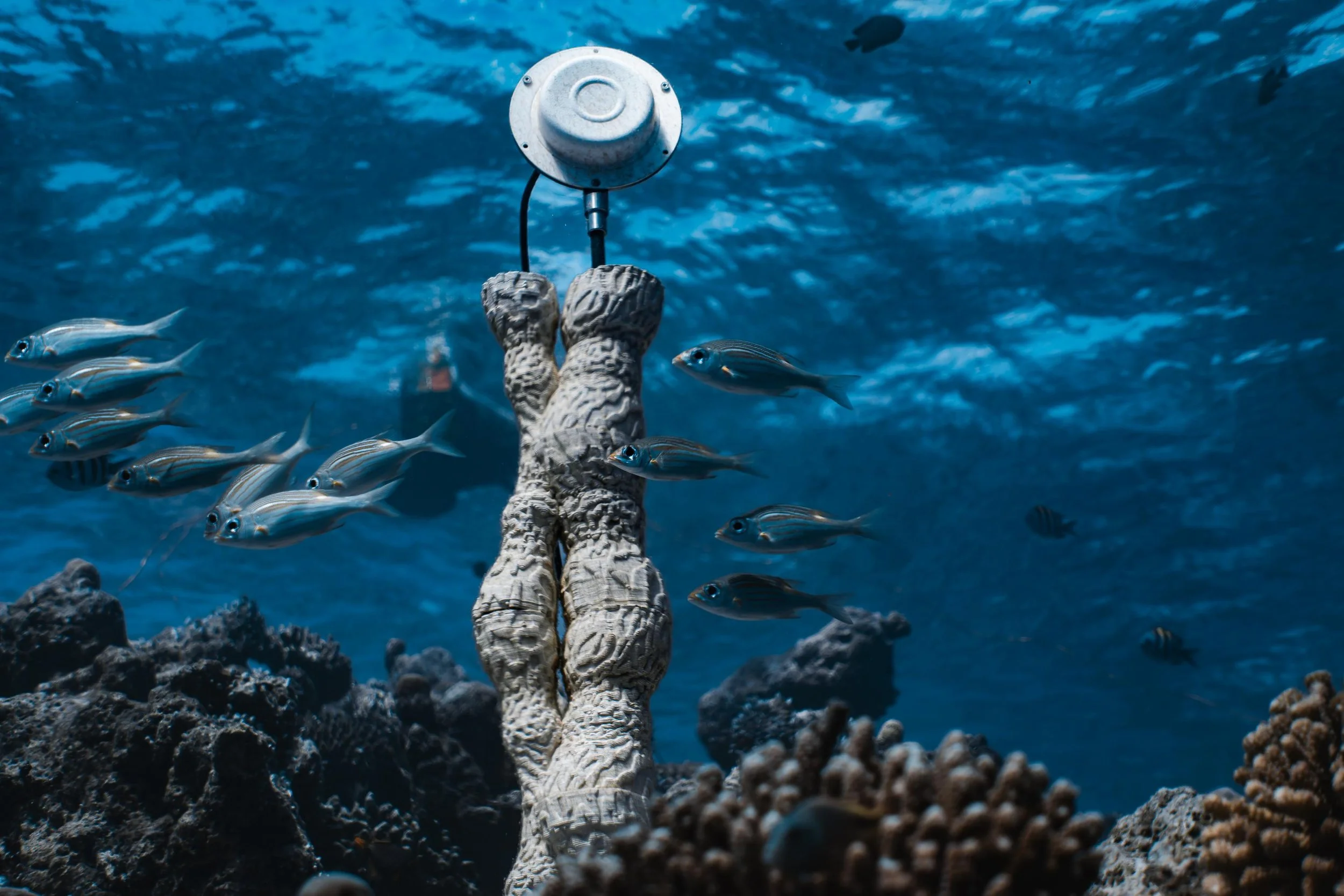 Sounds of Survival: How Art and Science Are Reviving Coral Reefs ...