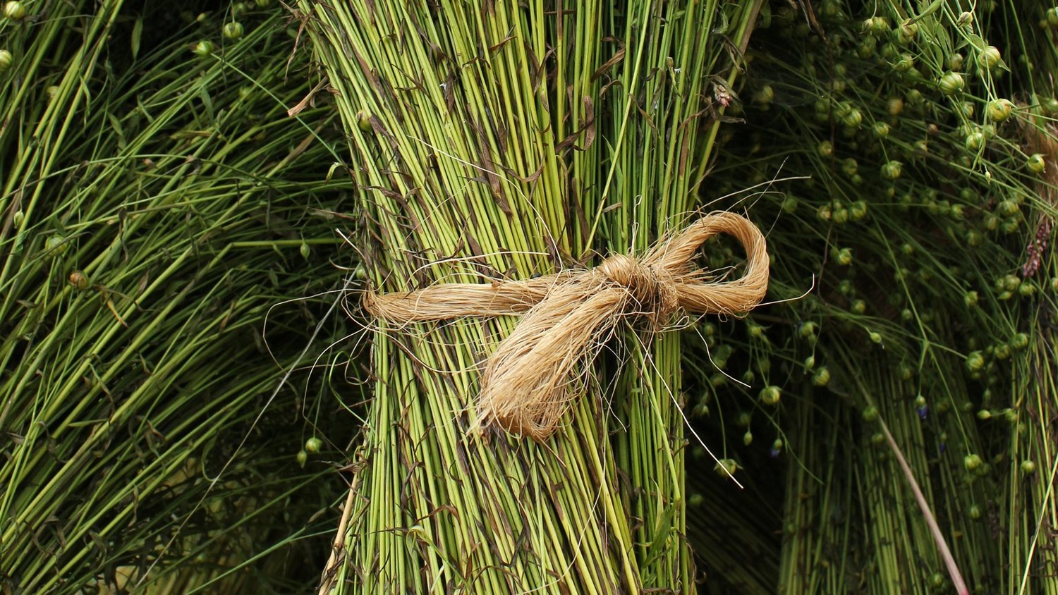 Flax Growing Resources — Linen Biennale Northern Ireland