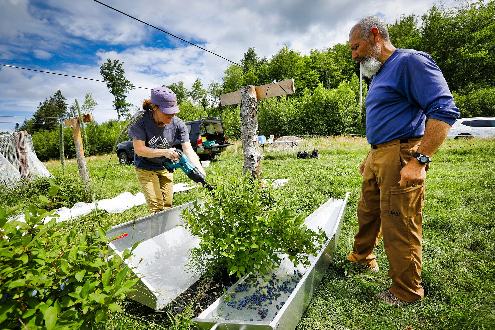 Sweet Earth Farm Organic Haskap Nova Scotia