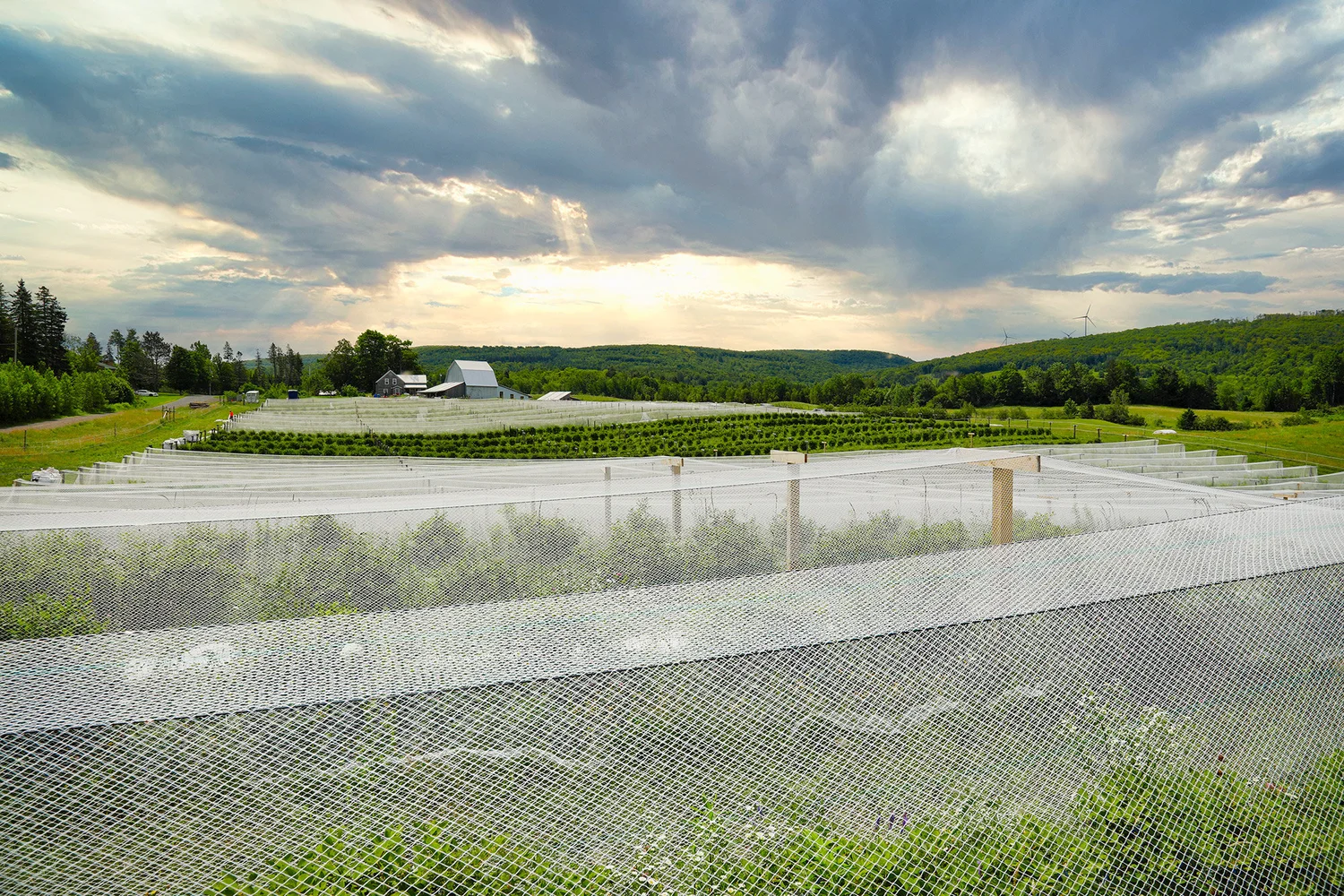 Sweet Earth Farm Organic Haskap Nova Scotia