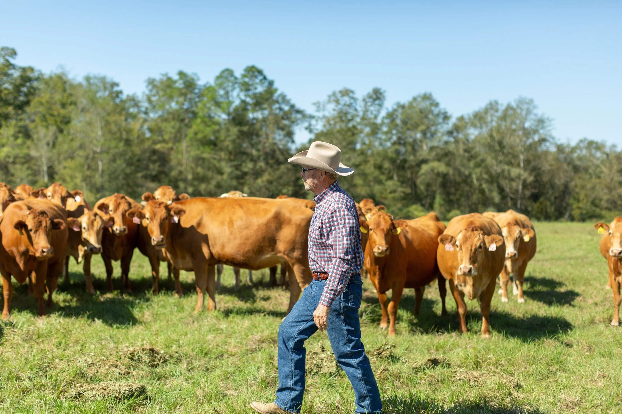 Akaushi Association Association