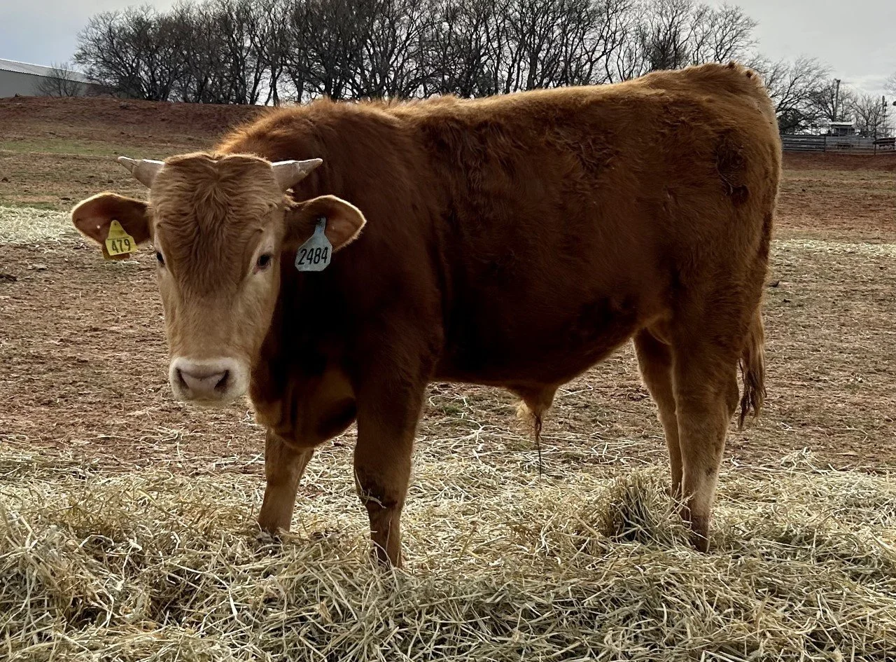 ABN Ranch — Akaushi Association Association