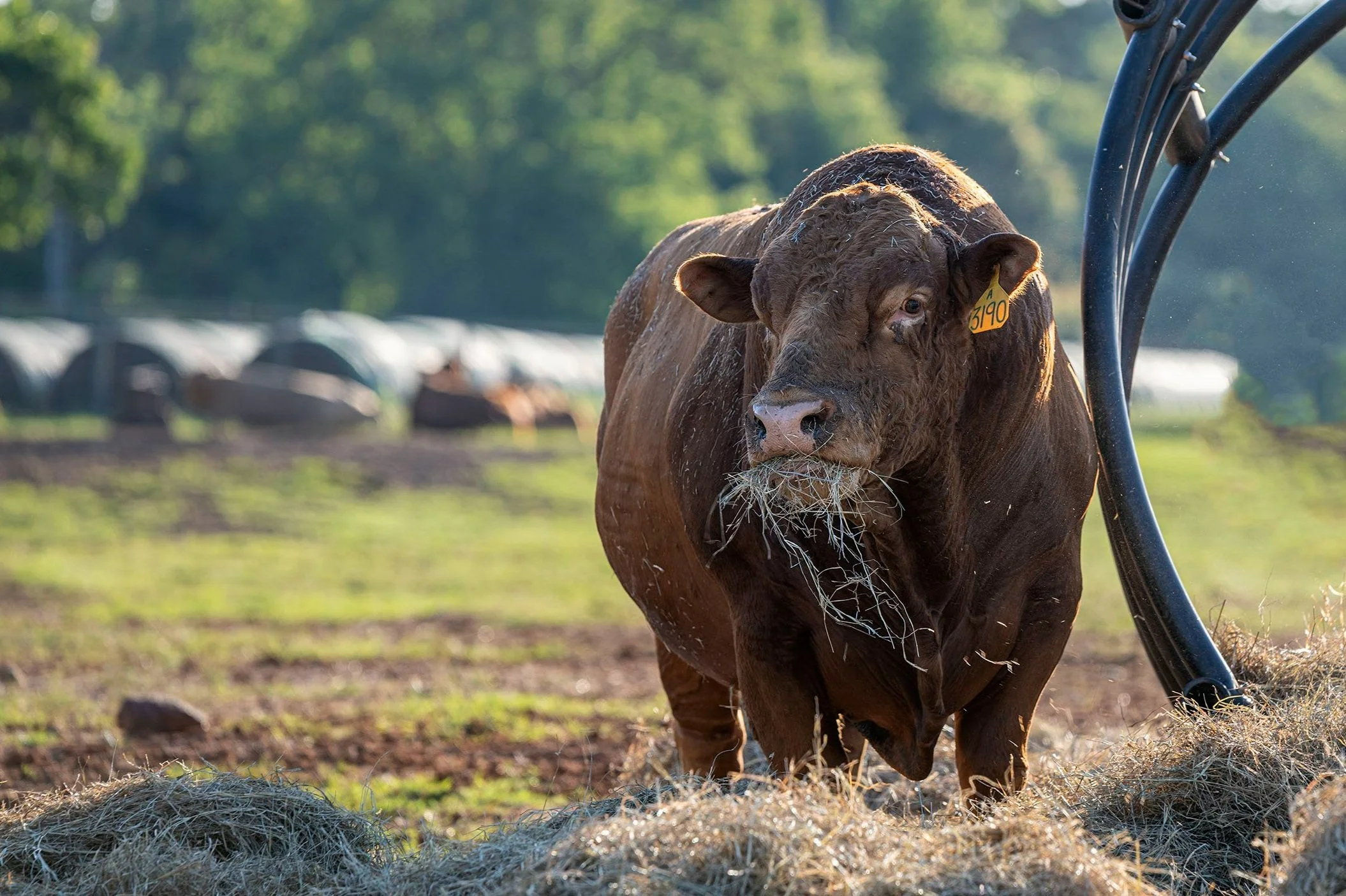 The Importance of Bull Maintenance — Akaushi Association Association