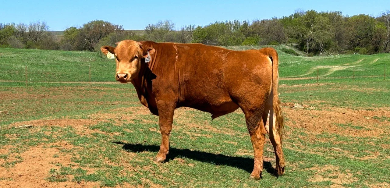 ABN Ranch — Akaushi Association Association