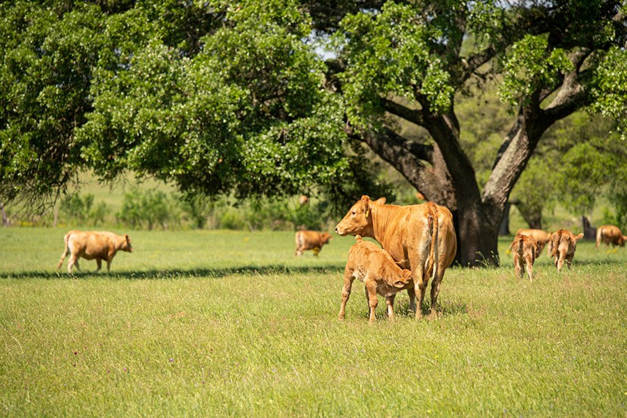 Akaushi and Wagyu cattle for sale | American Akaushi Association ...