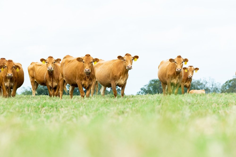 What Is Wagyu and Akaushi Beef | American Akaushi Association — Akaushi ...