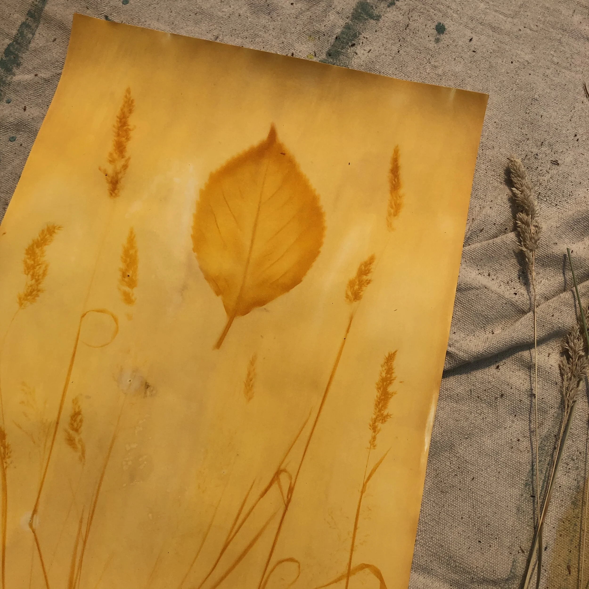 DIY Turmeric Sun Printing in 7 Simple Steps! — Jazmine Rose Art