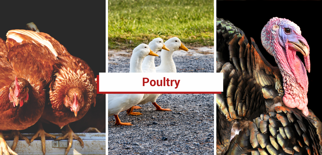 Poultry Breed Specific — CCE Livestock Program Working Team