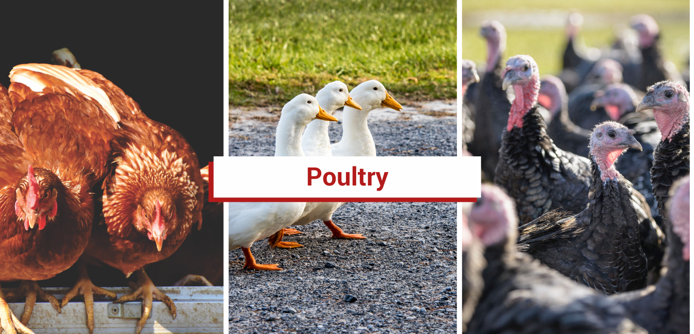 Poultry — CCE Livestock Program Working Team