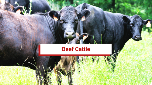 Beef Breeding and Reproduction — CCE Livestock Program Working Team