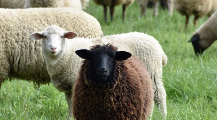 Small Ruminants — CCE Livestock Program Working Team