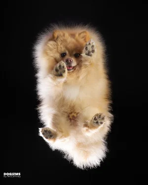Dogs Photographed on Glass Looking Down — DOGIZMS