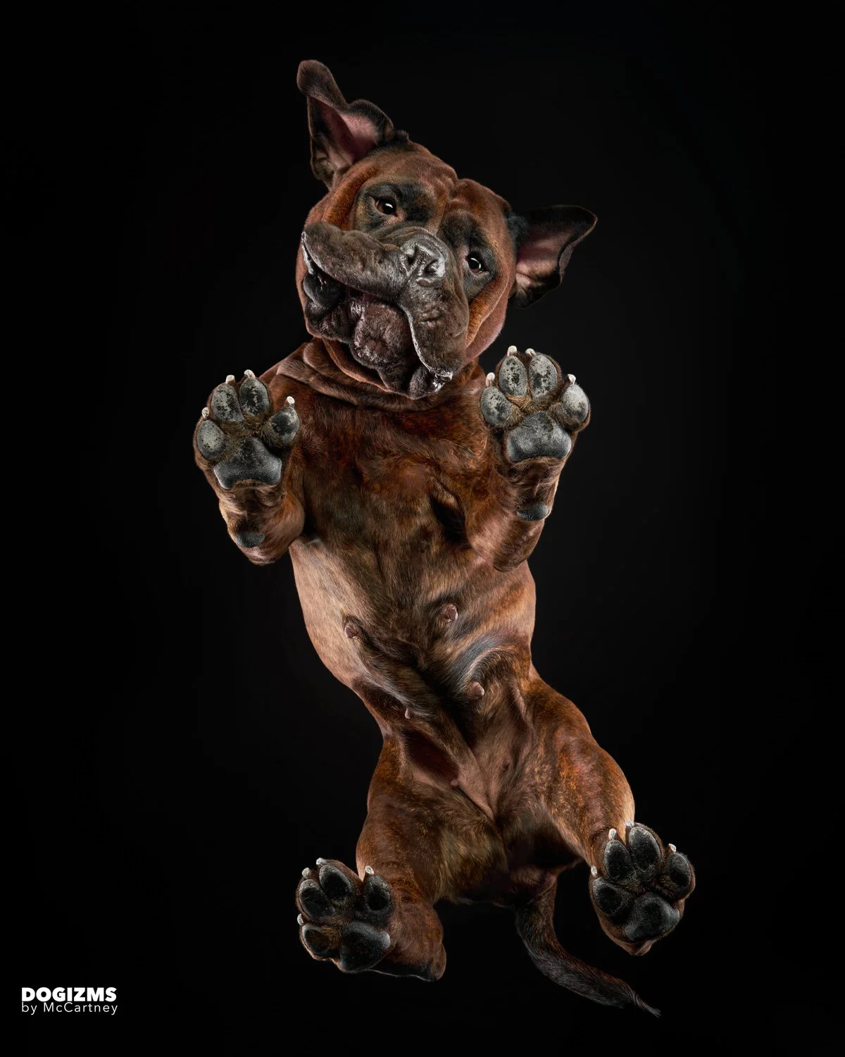 Dogs Photographed on Glass Looking Down — DOGIZMS