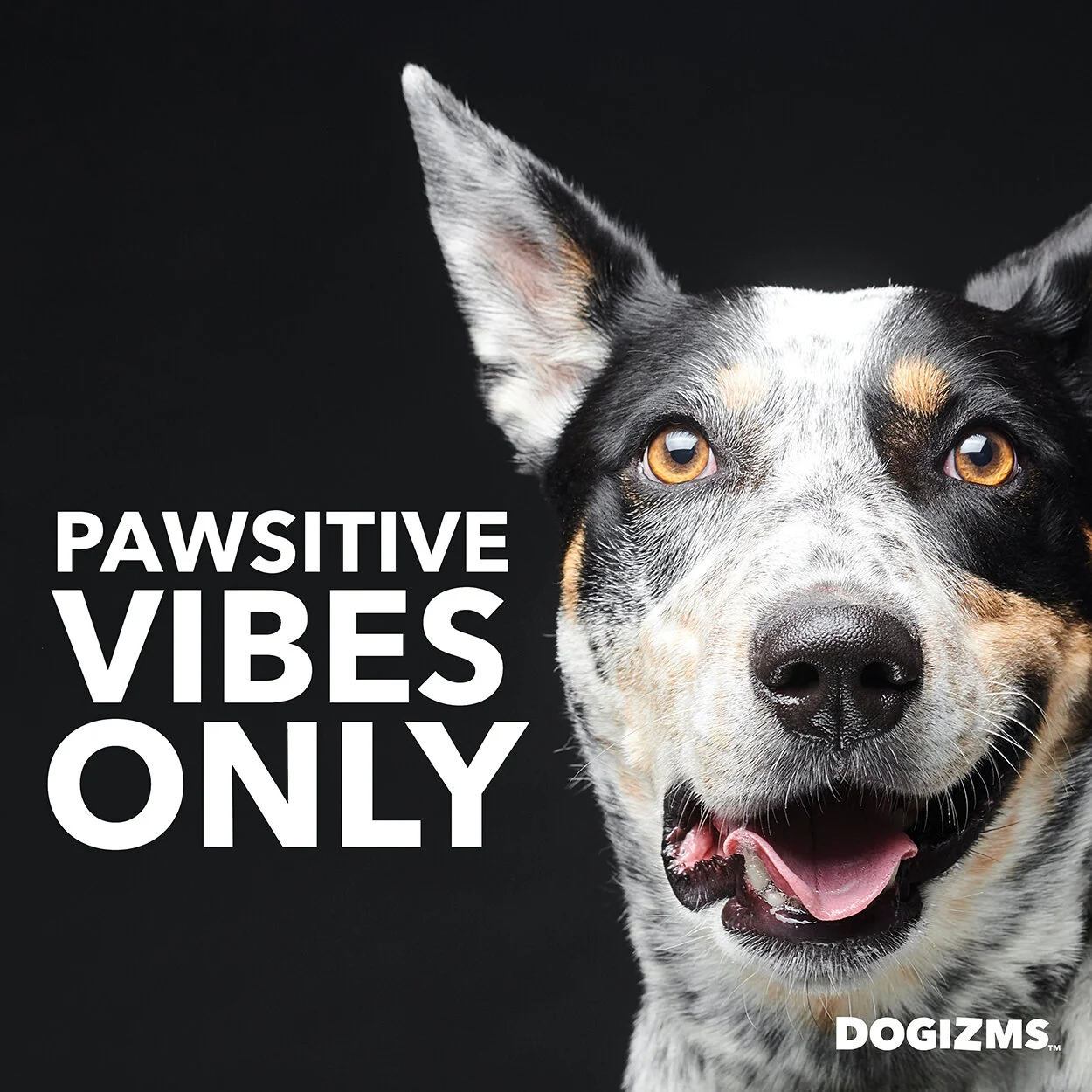 The Best Dog Quotes For Instagram Butch McCartney