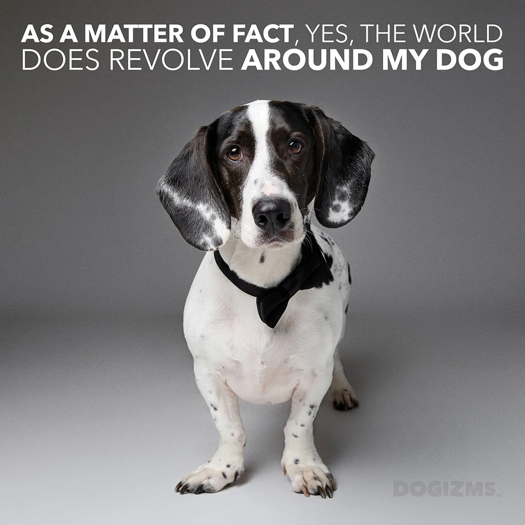 The best dog quotes for Instagram! — DOGIZMS
