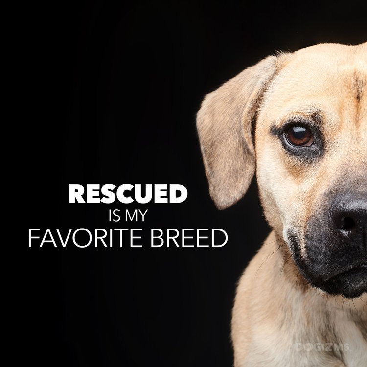 Our Favorite Rescue and Shelter Dog Quotes — DOGIZMS