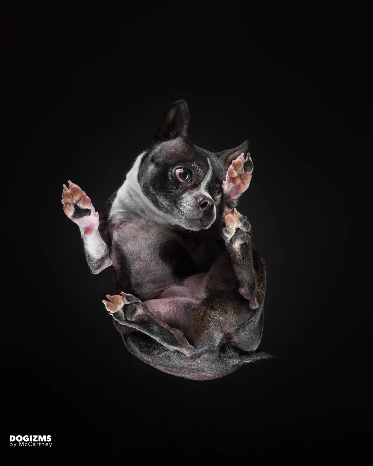 Dogs Photographed on Glass Looking Down — DOGIZMS