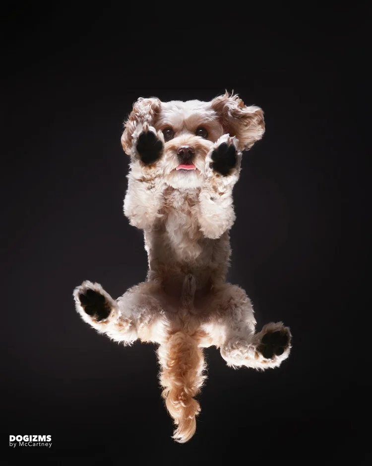 Dogs Photographed on Glass Looking Down — DOGIZMS
