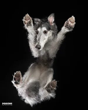 Dogs Photographed on Glass Looking Down — DOGIZMS