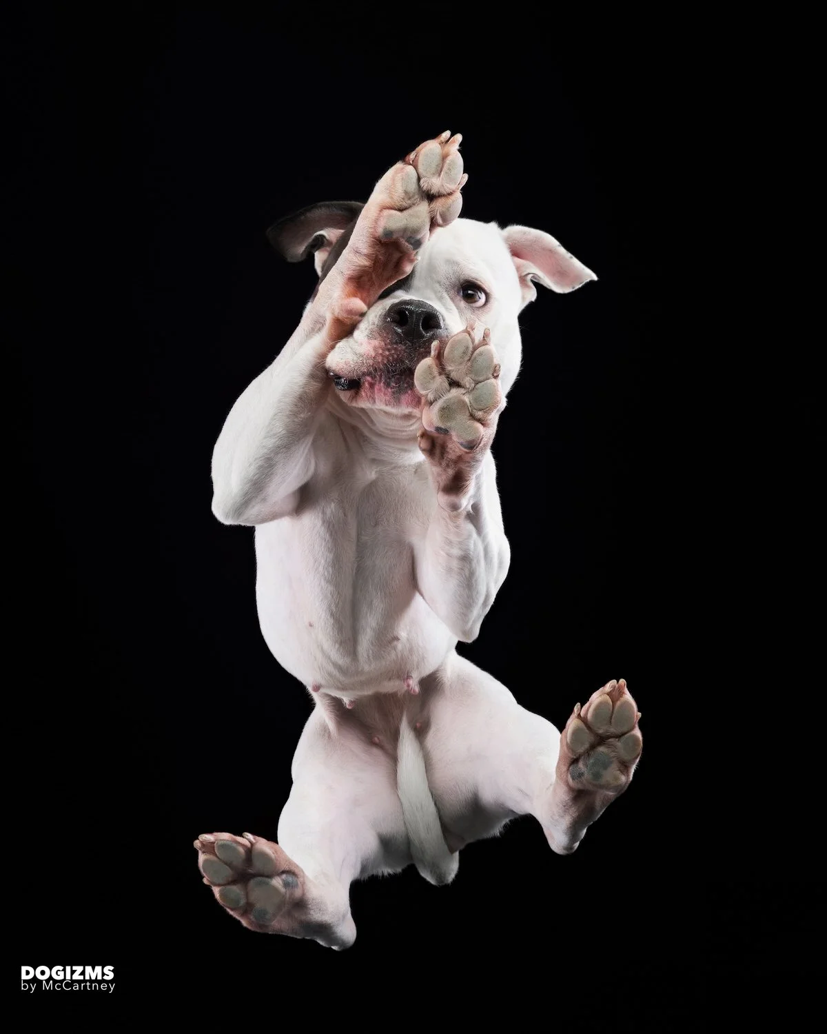 Dogs Photographed on Glass Looking Down — DOGIZMS
