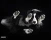 Dogs Photographed on Glass Looking Down — DOGIZMS