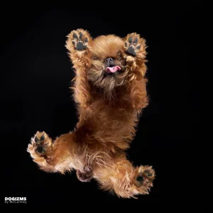 Dogs Photographed on Glass Looking Down — DOGIZMS