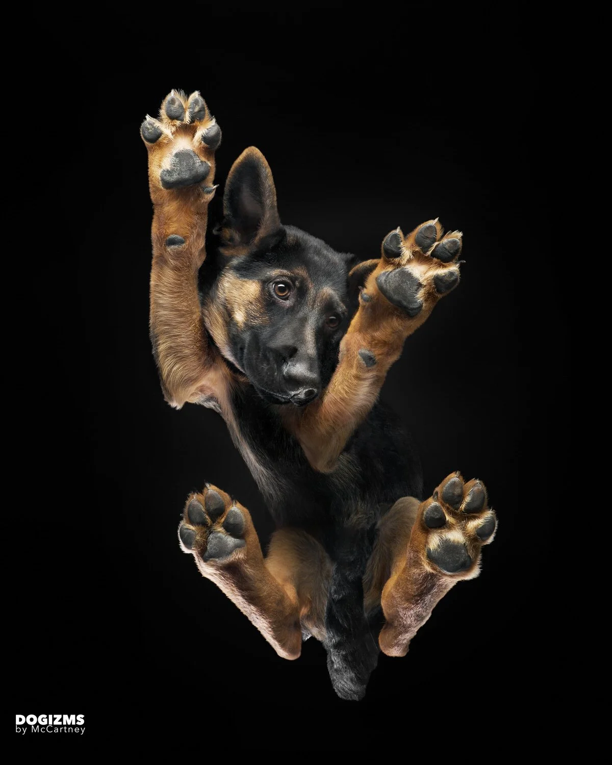 Dogs Photographed on Glass Looking Down — DOGIZMS