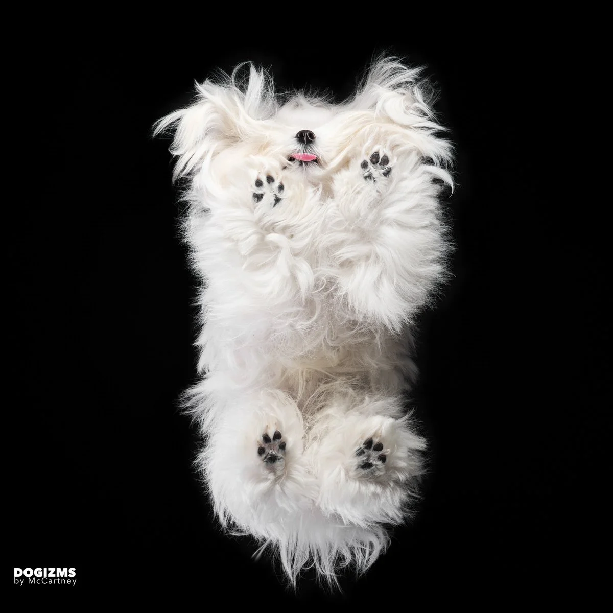 Dogs Photographed on Glass Looking Down — DOGIZMS