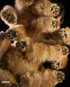 Dogs Photographed on Glass Looking Down — DOGIZMS