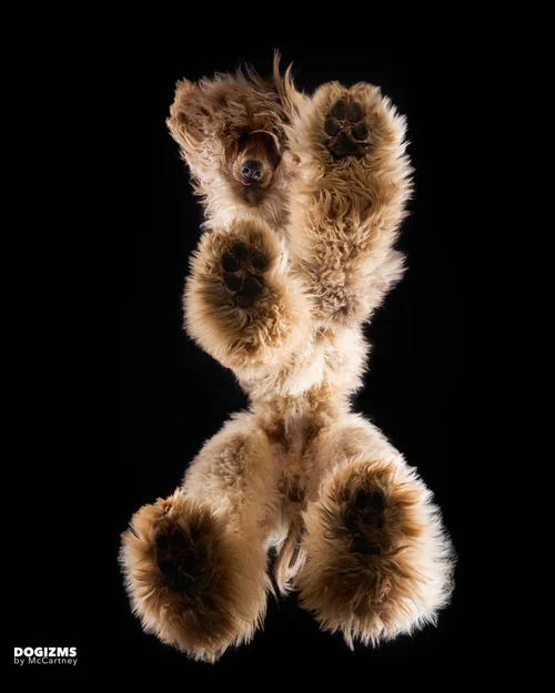Dogs Photographed on Glass Looking Down — DOGIZMS