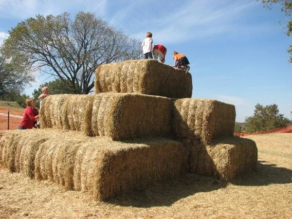 Activities — Walden Pumpkin Farm