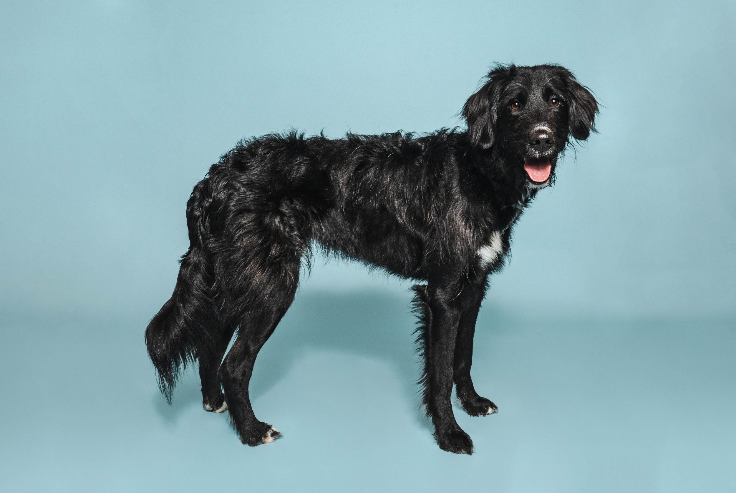 Traveling Seattle Dog Photographer — Margot McKelvie Photography