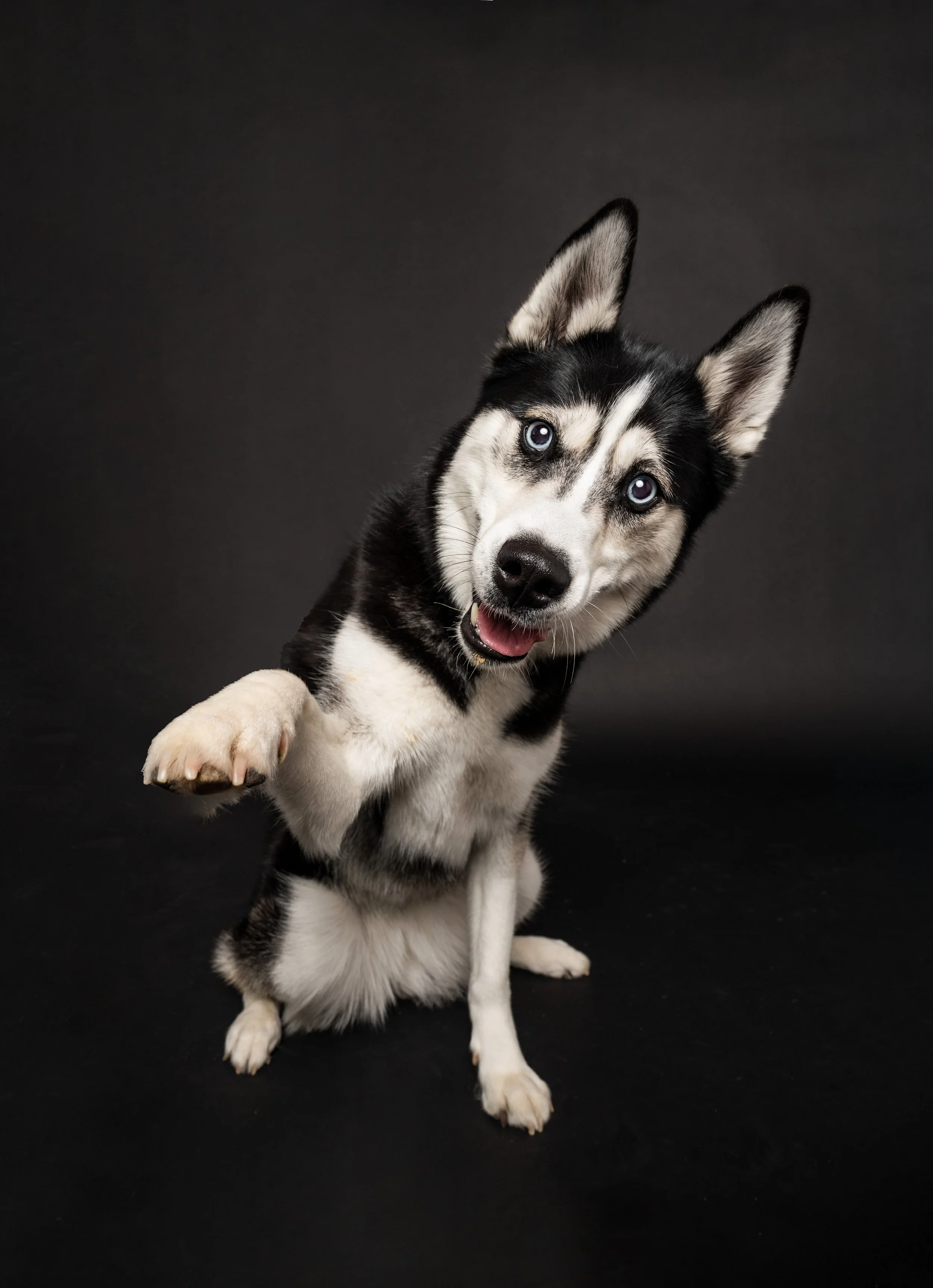 Squeaky Dog Studios — Margot McKelvie Photography