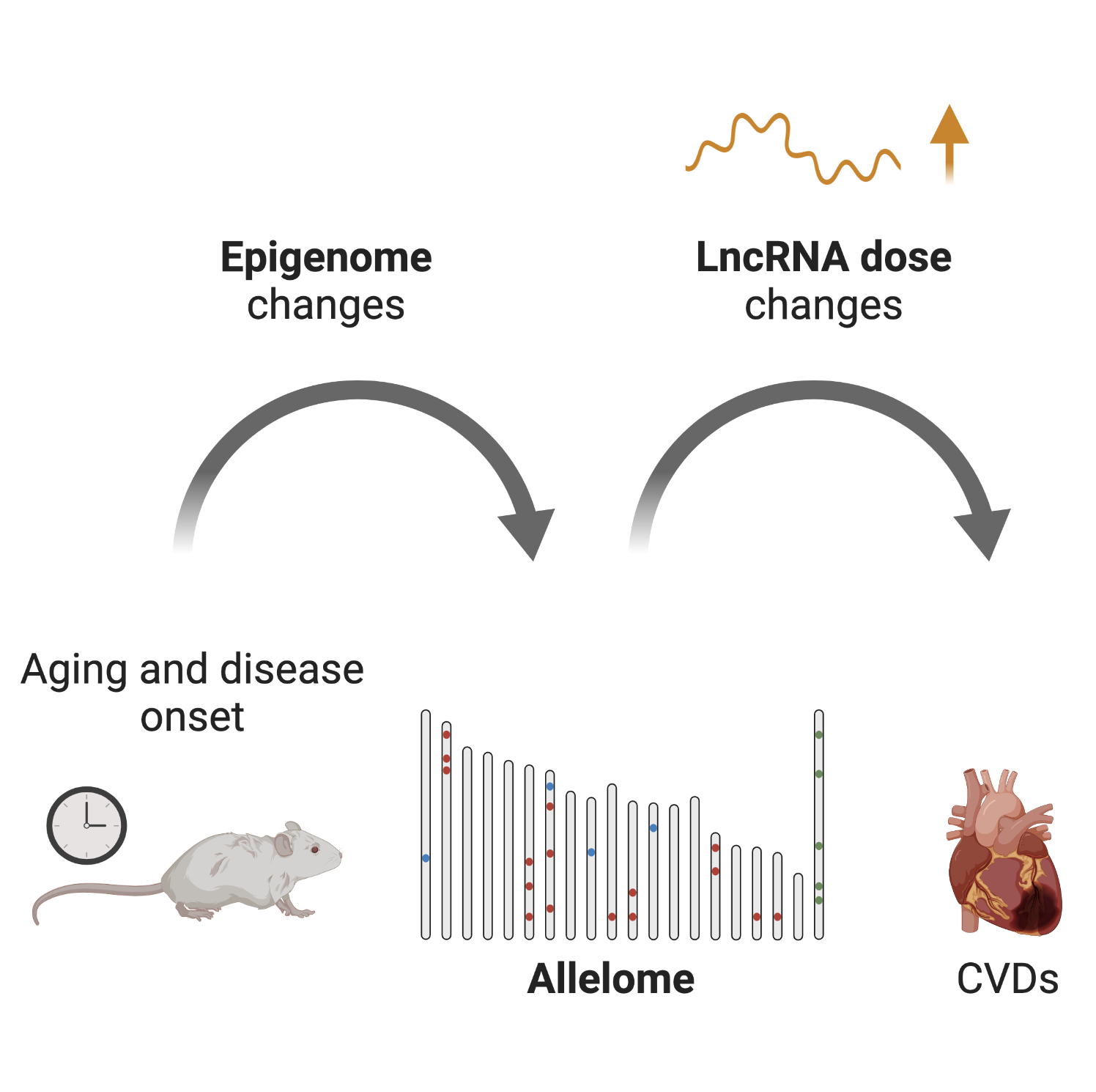 RESEARCH — Andergassen Lab
